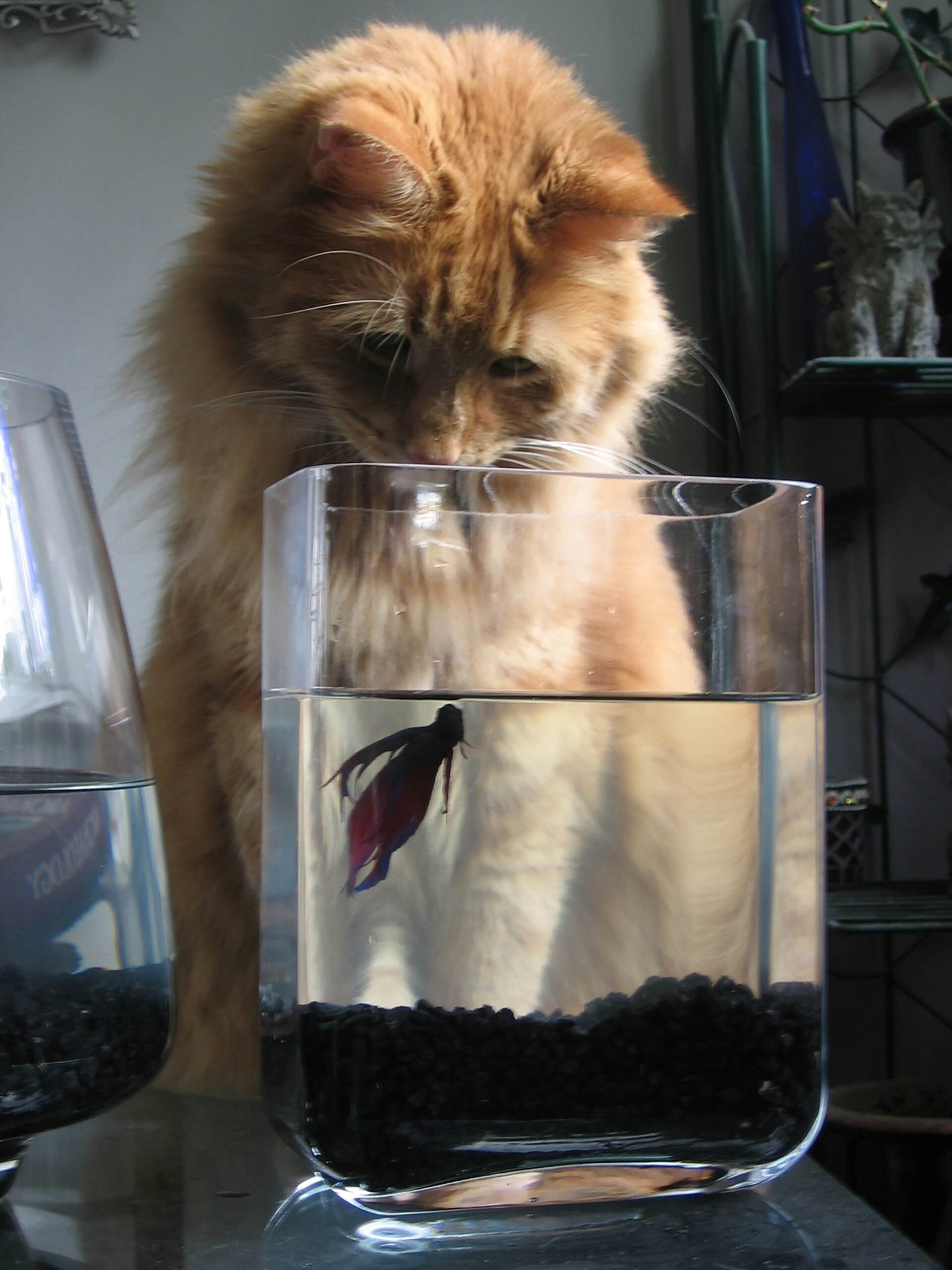 The Ultimate Guide To Cat-Proofing Your Home
